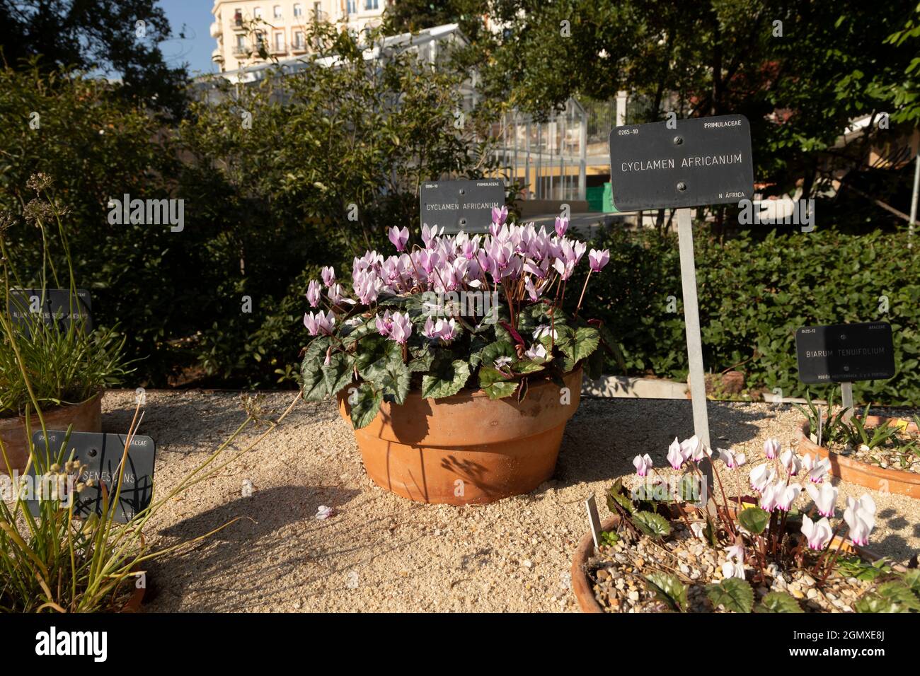 Botanical labels indicating hi-res stock photography and images - Alamy
