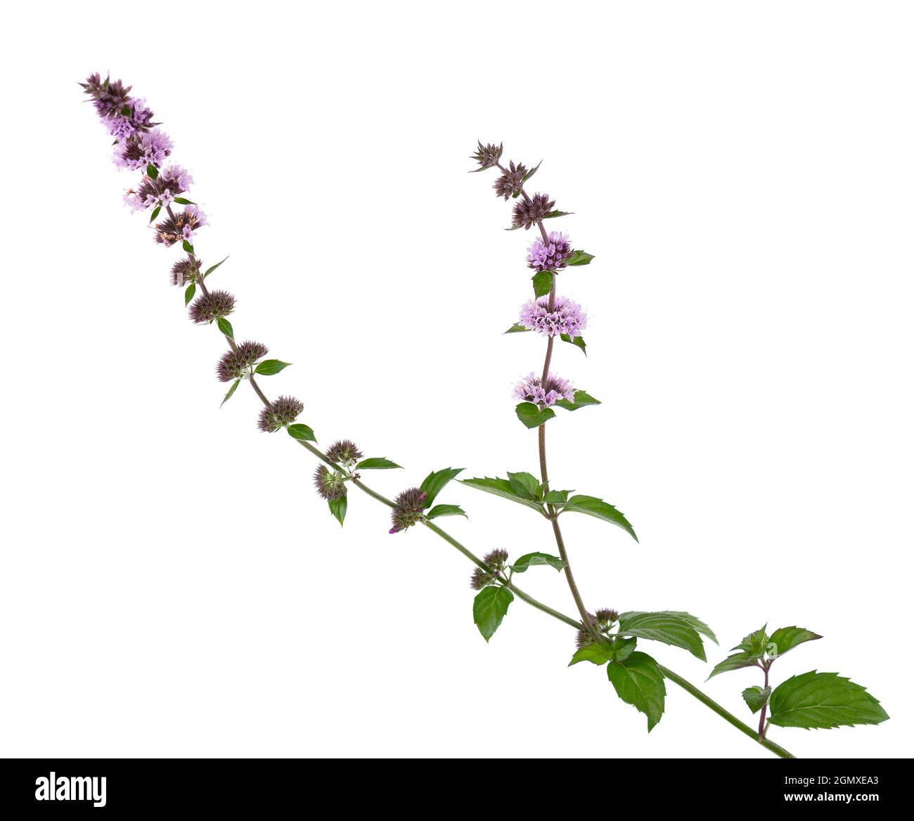 Peppermint flowers isolated on white background. Mint branch. Herbal ...