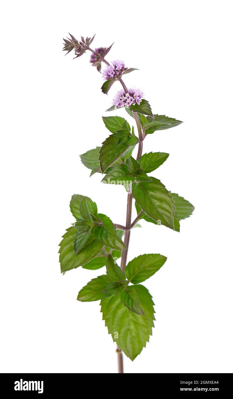 Peppermint flowers isolated on white background. Mint branch. Herbal ...