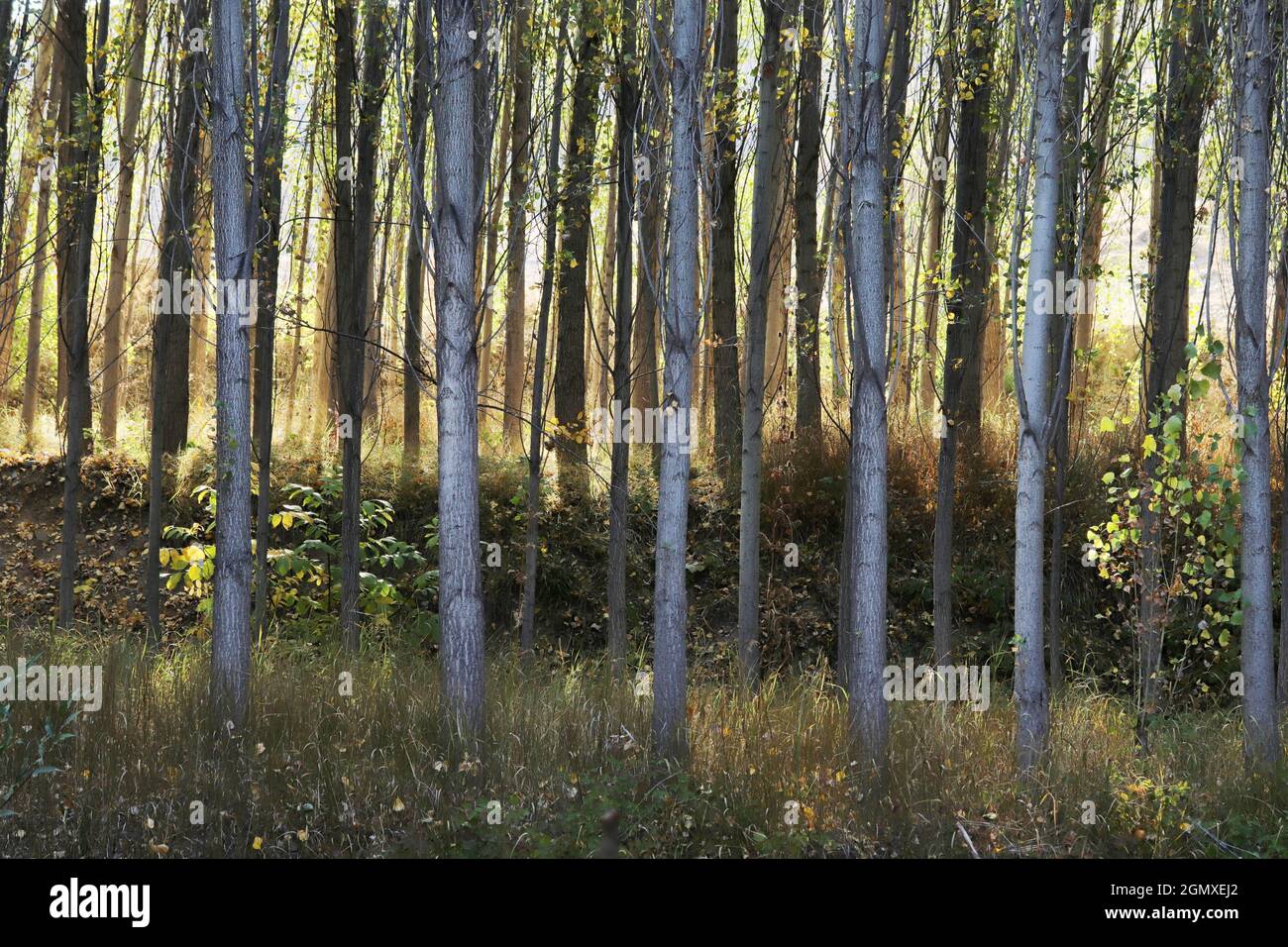 Poplar trees in autumn. Tree background Stock Photo - Alamy