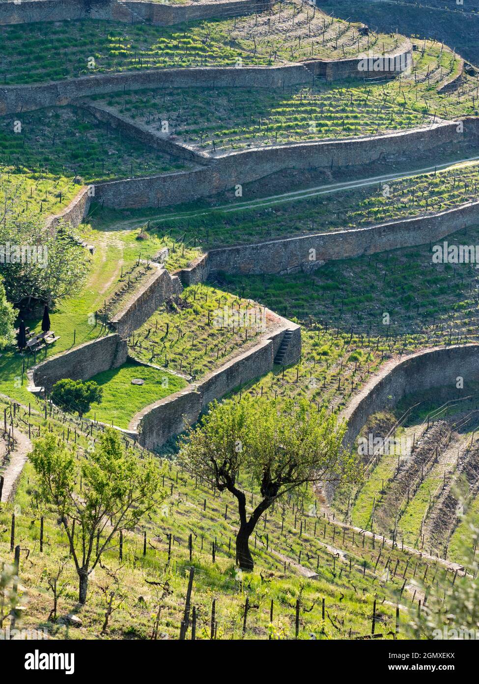 The scenic Douro Valley, which runs from the Atlantic coast at Porto ...