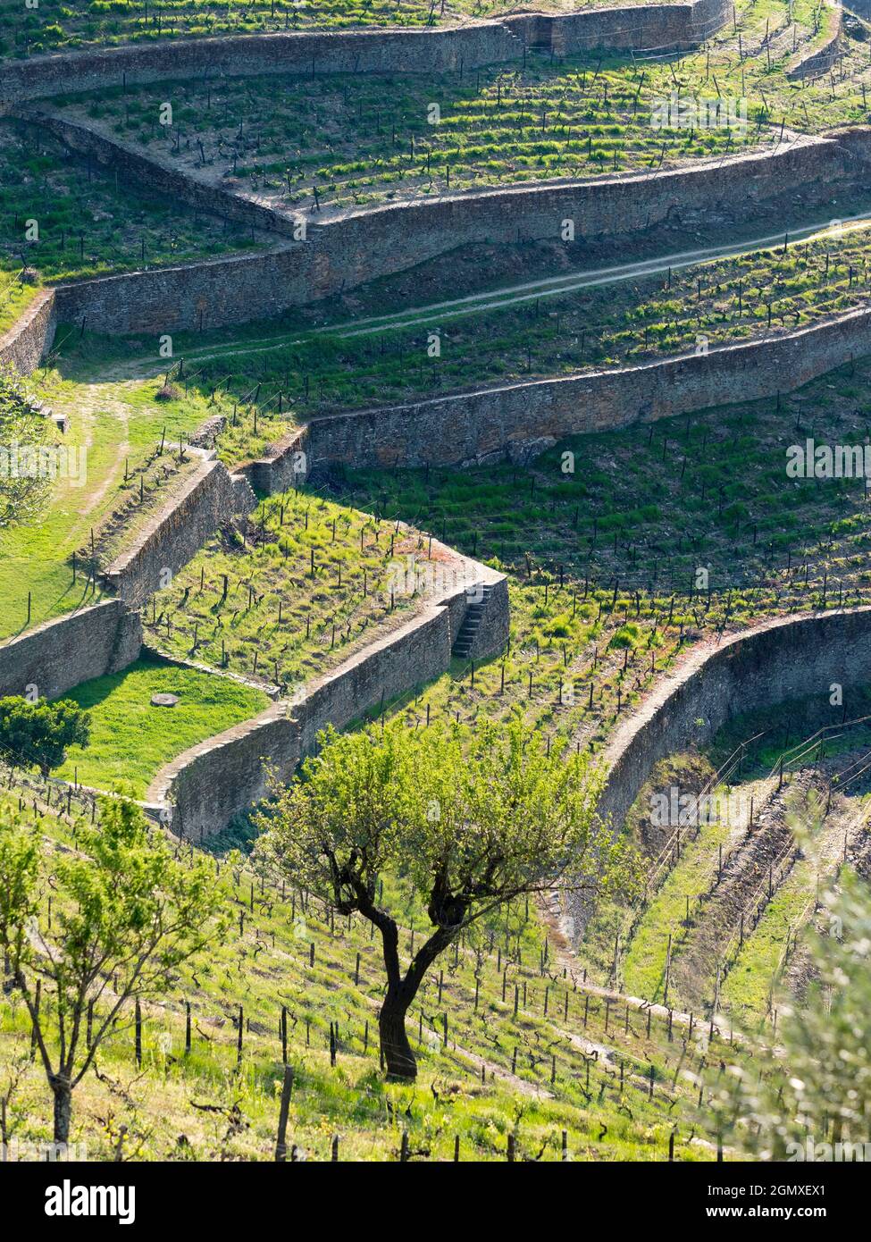 The scenic Douro Valley, which runs from the Atlantic coast at Porto ...