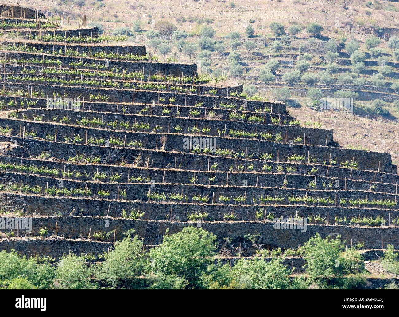 The scenic Douro Valley, which runs from the Atlantic coast at Porto ...