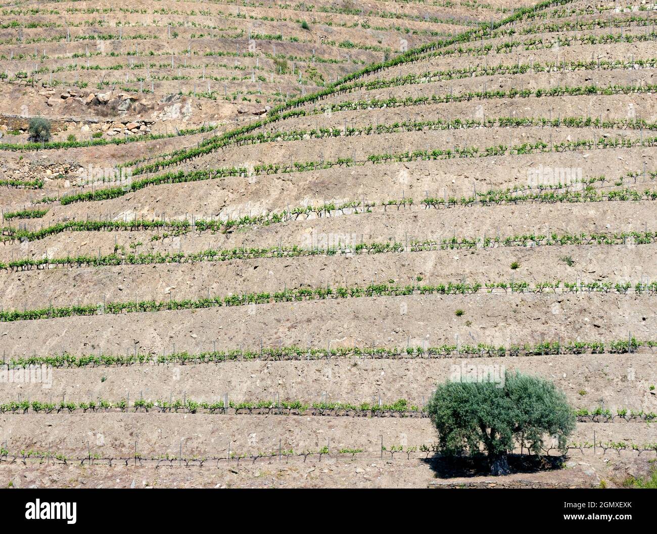 The scenic Douro Valley, which runs from the Atlantic coast at Porto ...