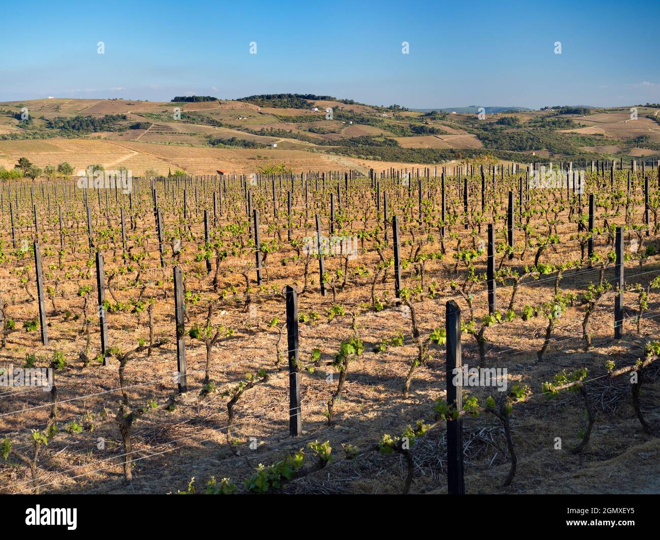 The scenic Douro Valley, which runs from the Atlantic coast at Porto ...