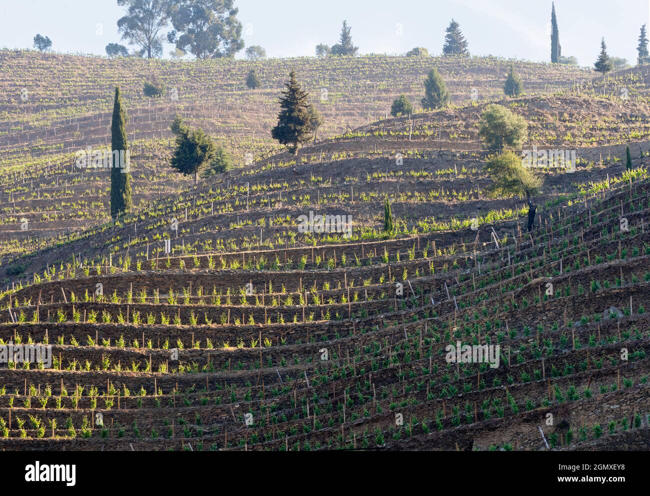 The scenic Douro Valley, which runs from the Atlantic coast at Porto ...