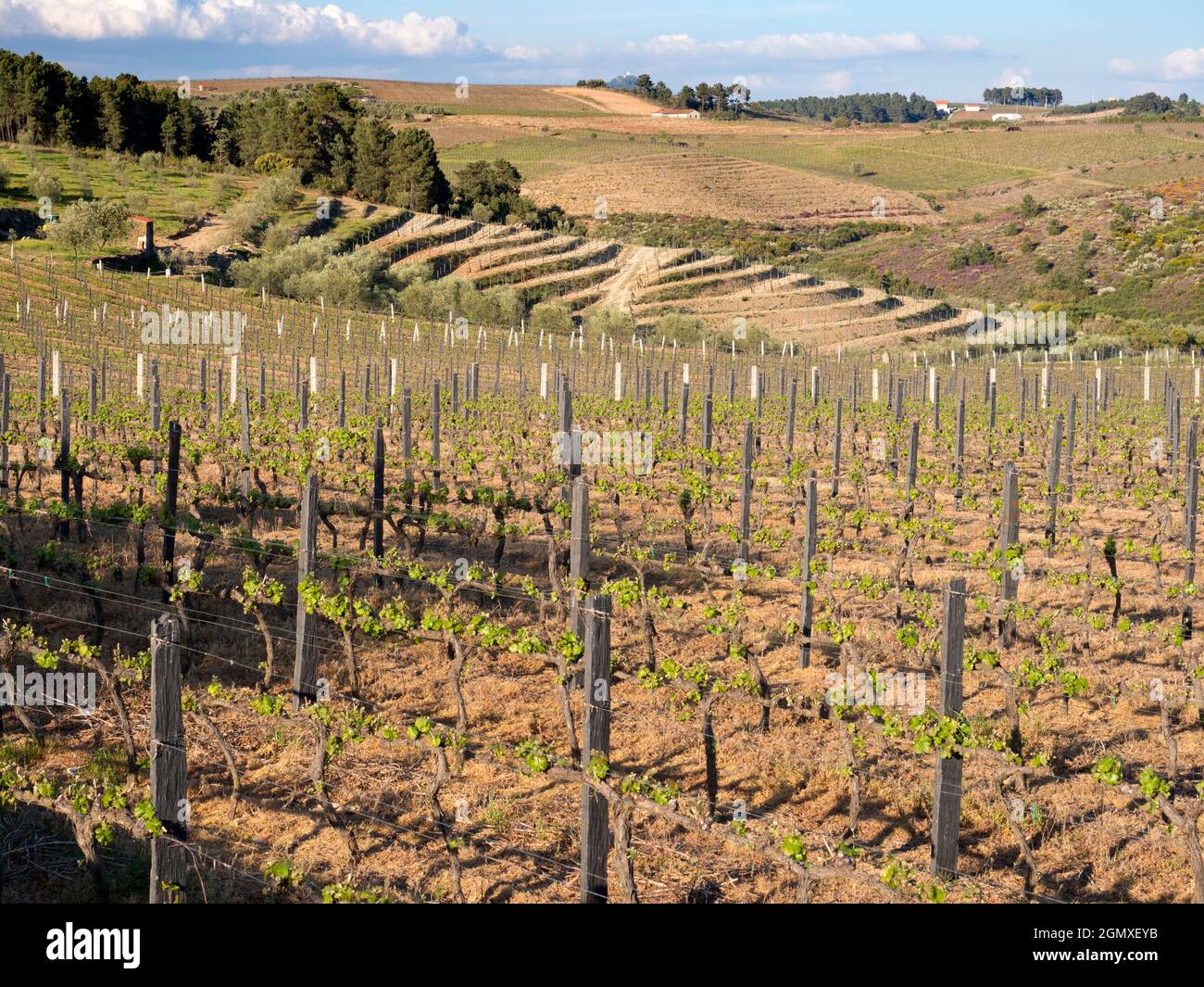 Valley douro hi-res stock photography and images - Alamy