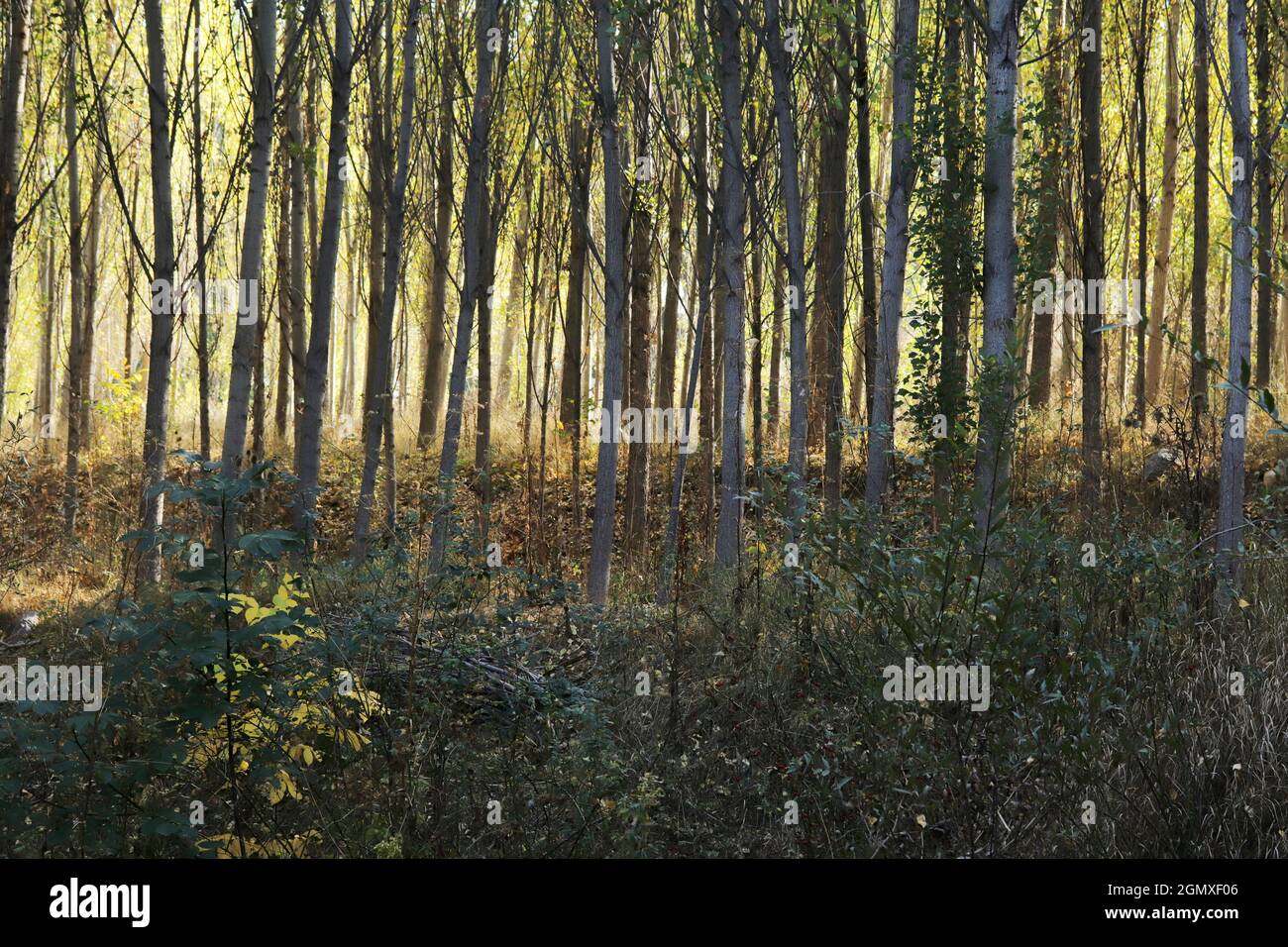 Poplar trees in autumn. Tree background Stock Photo - Alamy
