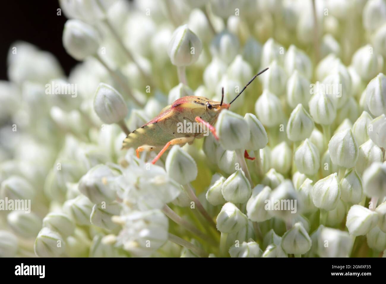 onion flower and colorful insect Stock Photo - Alamy