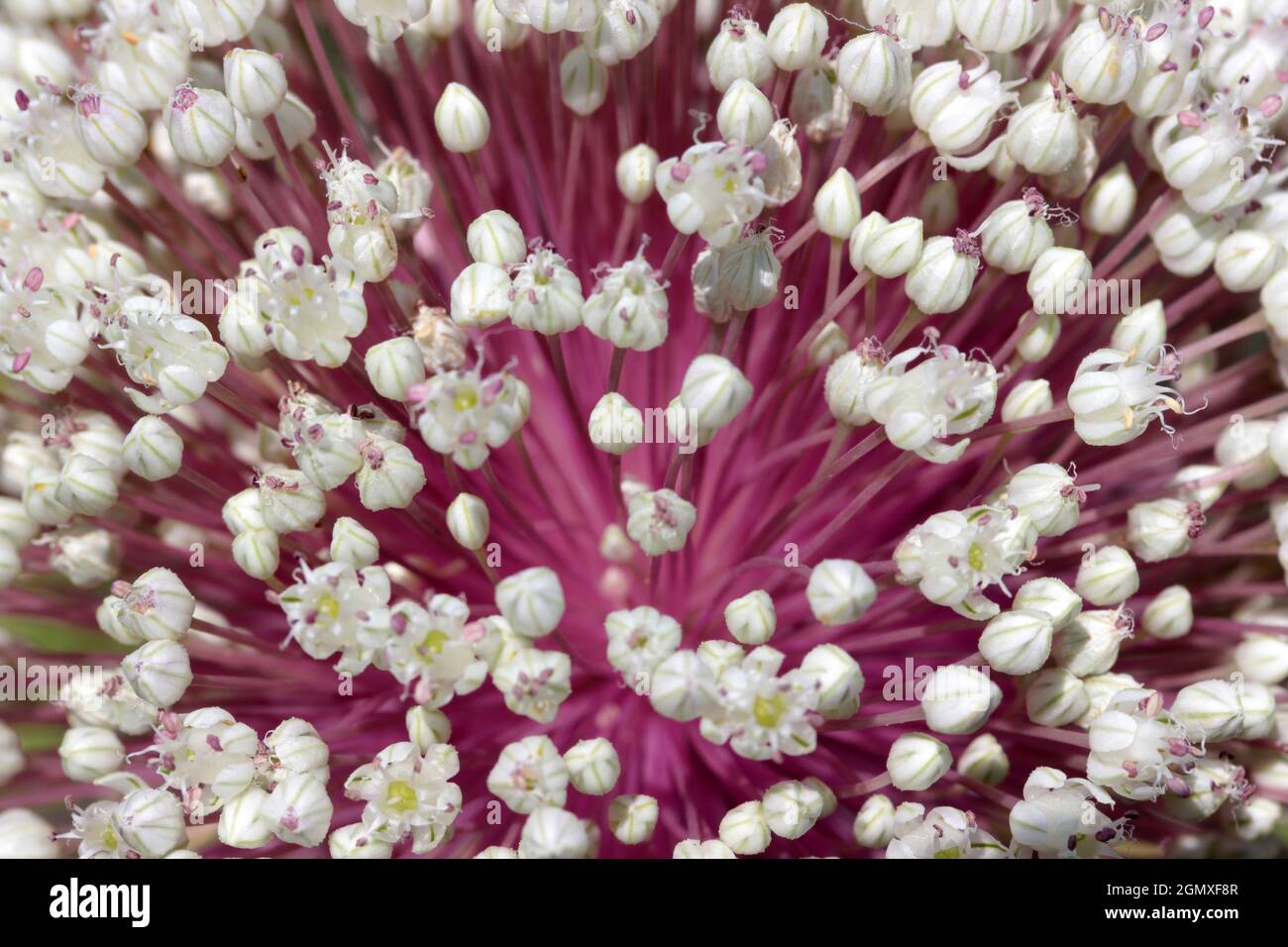 macro photo blooming onion close-up Stock Photo - Alamy