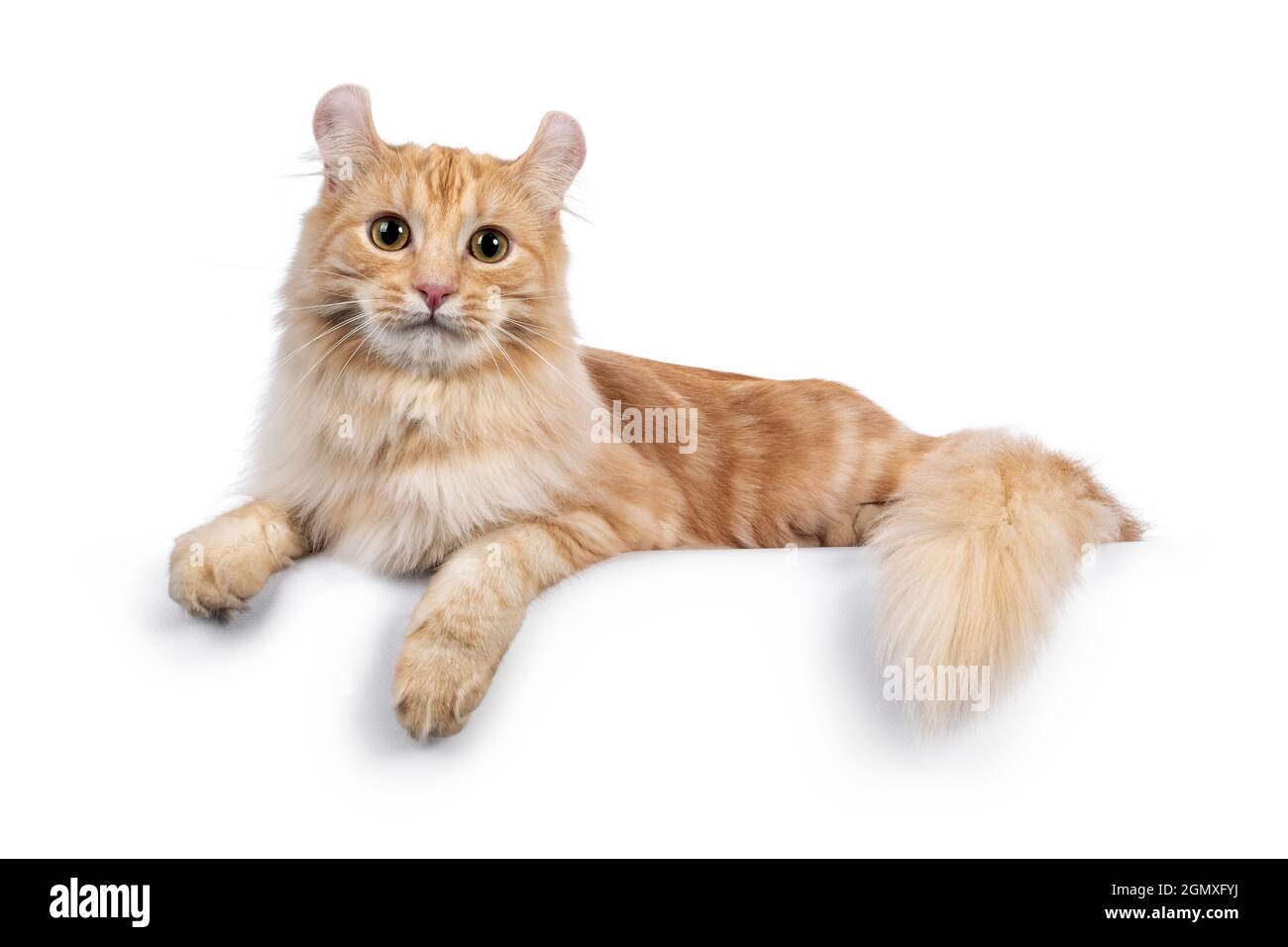 American longhair cat hi-res stock photography and images - Alamy
