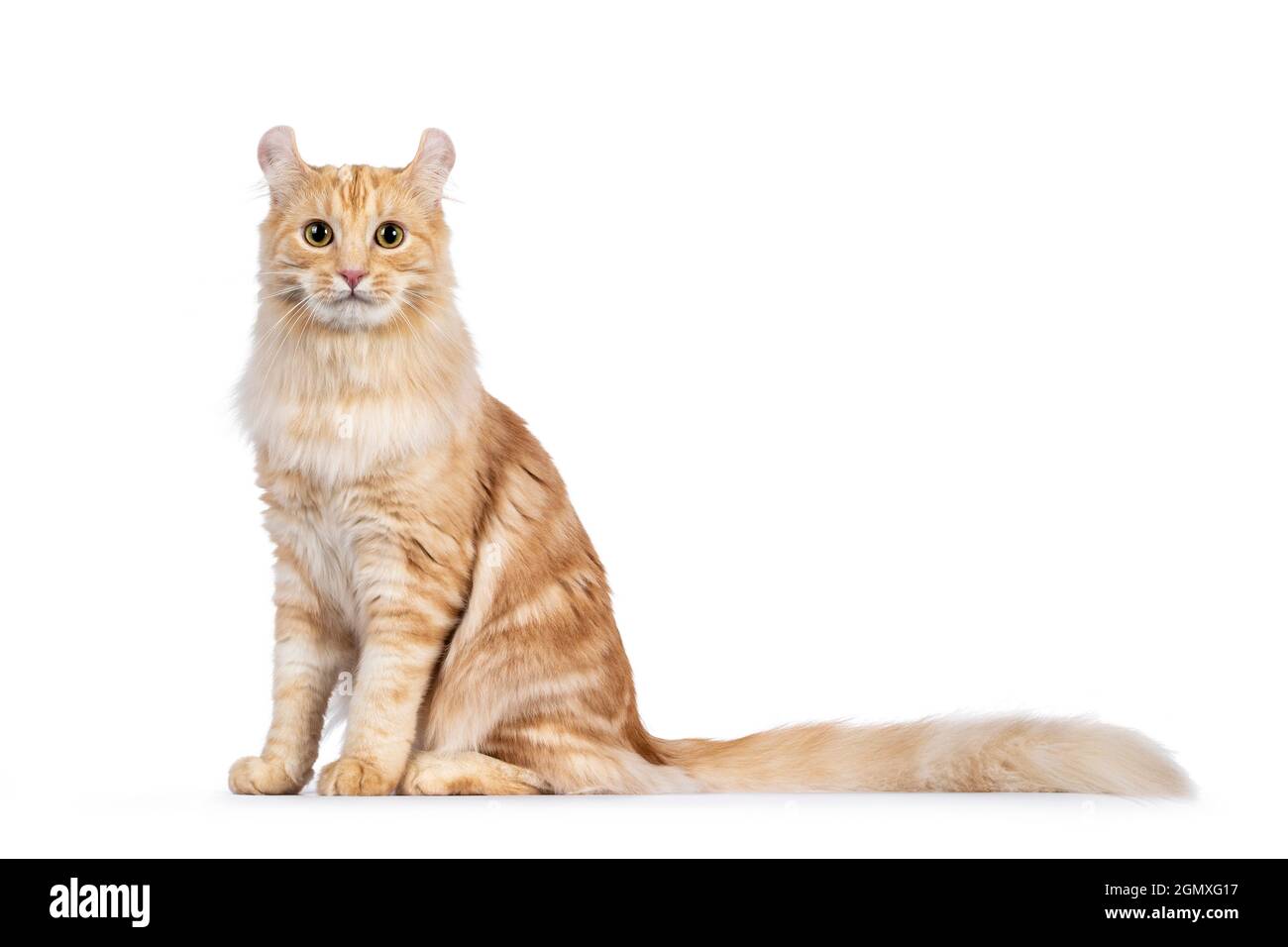 Curled cat tail Cut Out Stock Images & Pictures - Alamy