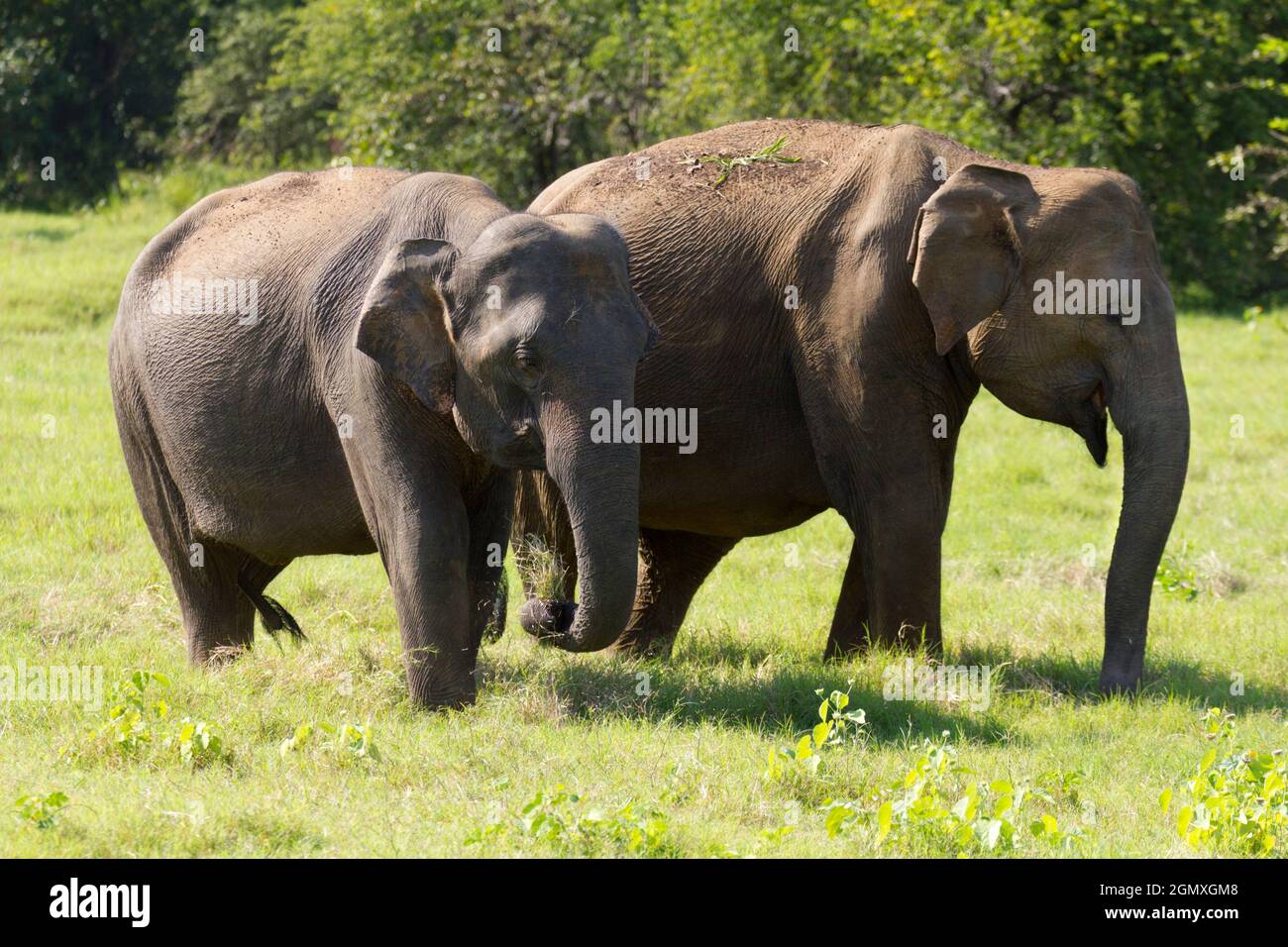 Yala National Park - Sri Lanka - 14 February 2014; Yala National Park ...