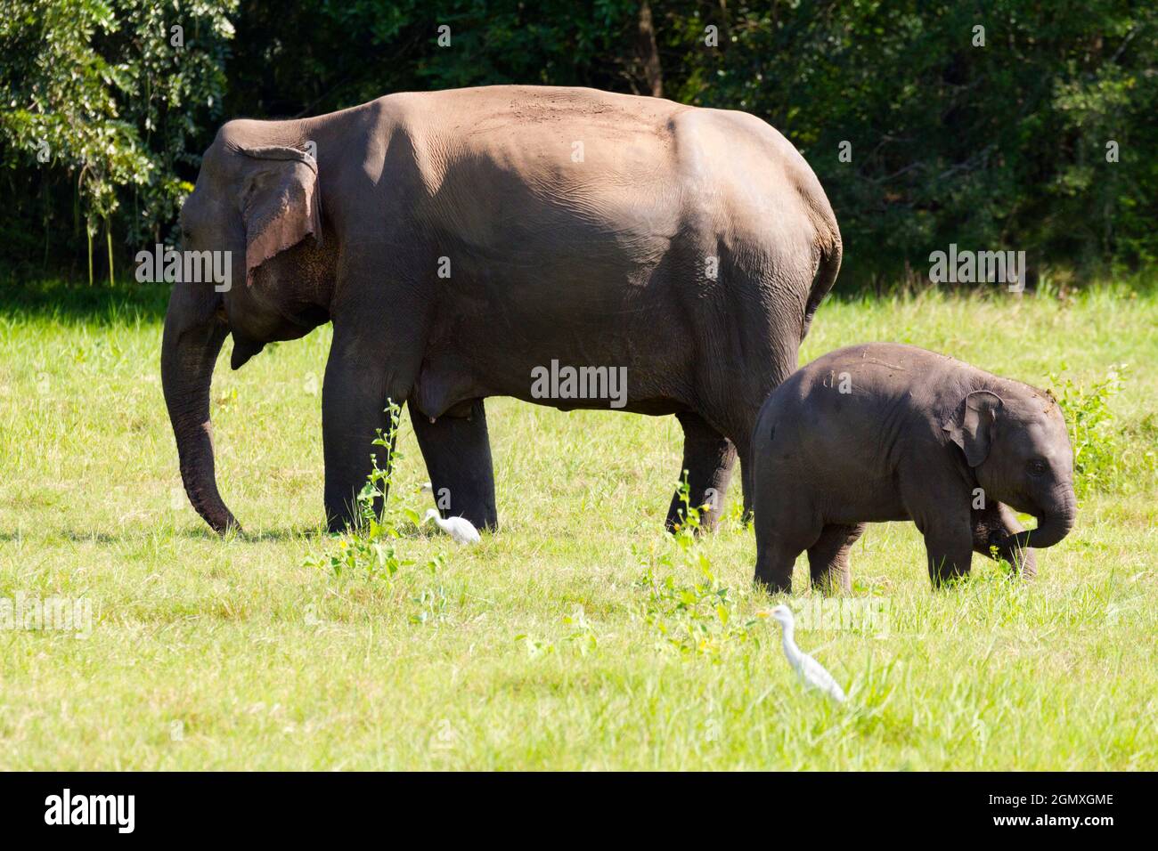 Yala National Park - Sri Lanka - 14 February 2014; Yala National Park ...