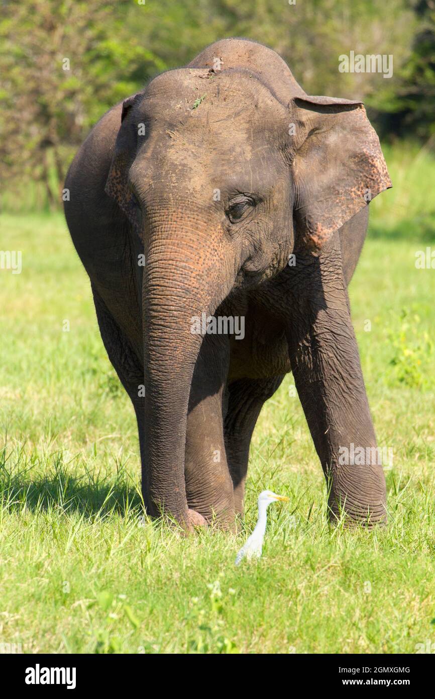 Yala National Park - Sri Lanka - 14 February 2014; Yala National Park ...