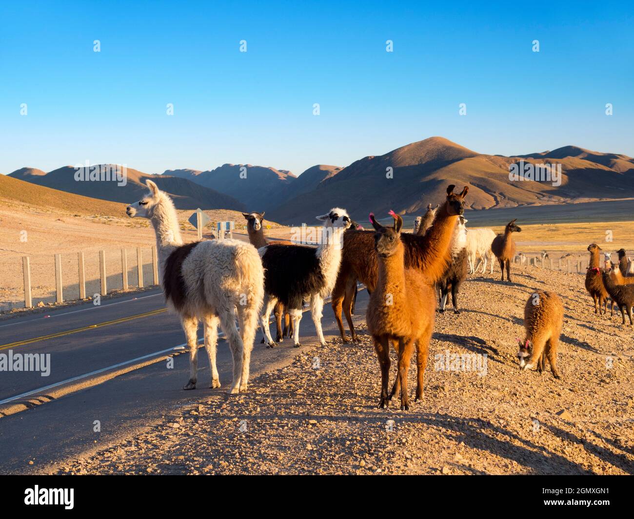 High Andes, Bolivia - 11 May 2018 South America is home to several ...