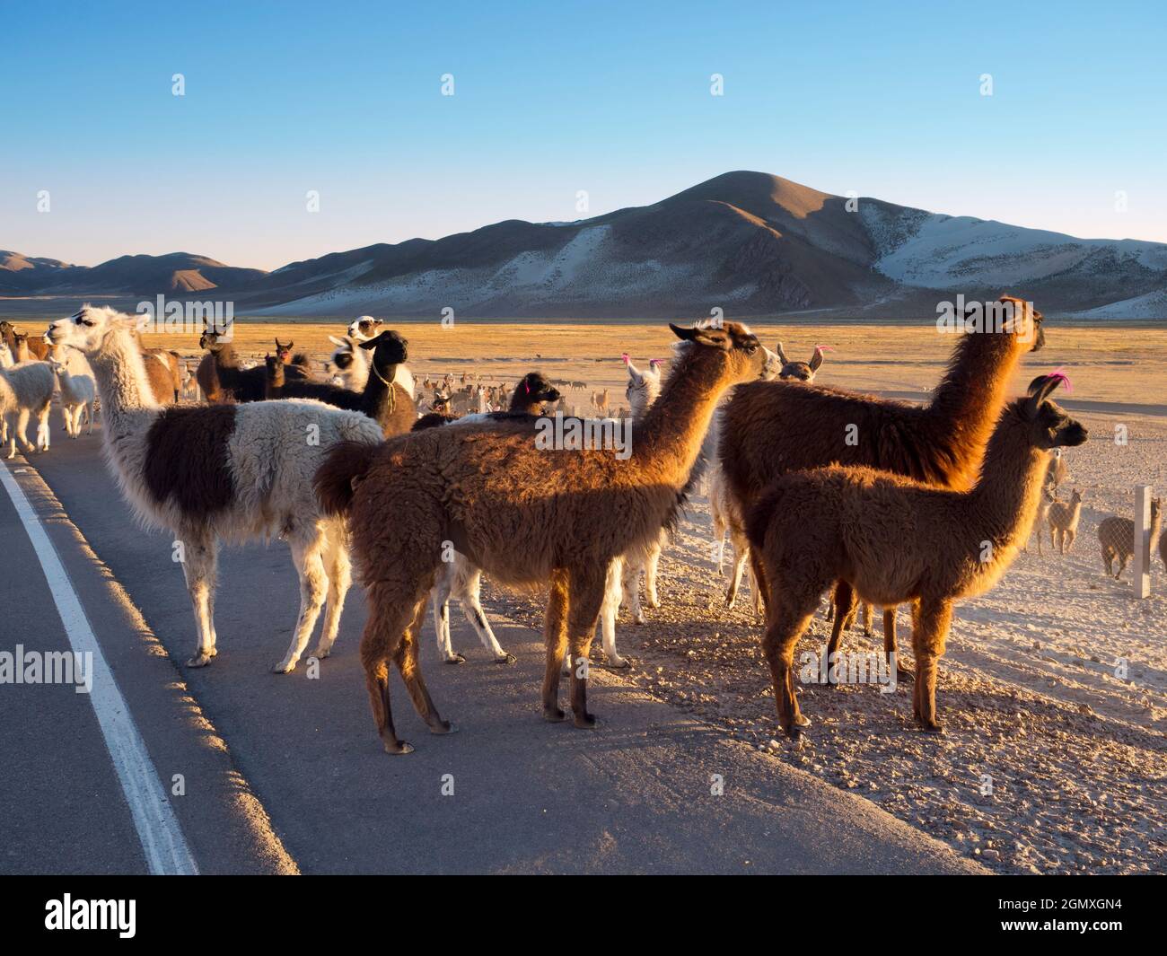 High Andes, Bolivia - 11 May 2018 South America is home to several ...