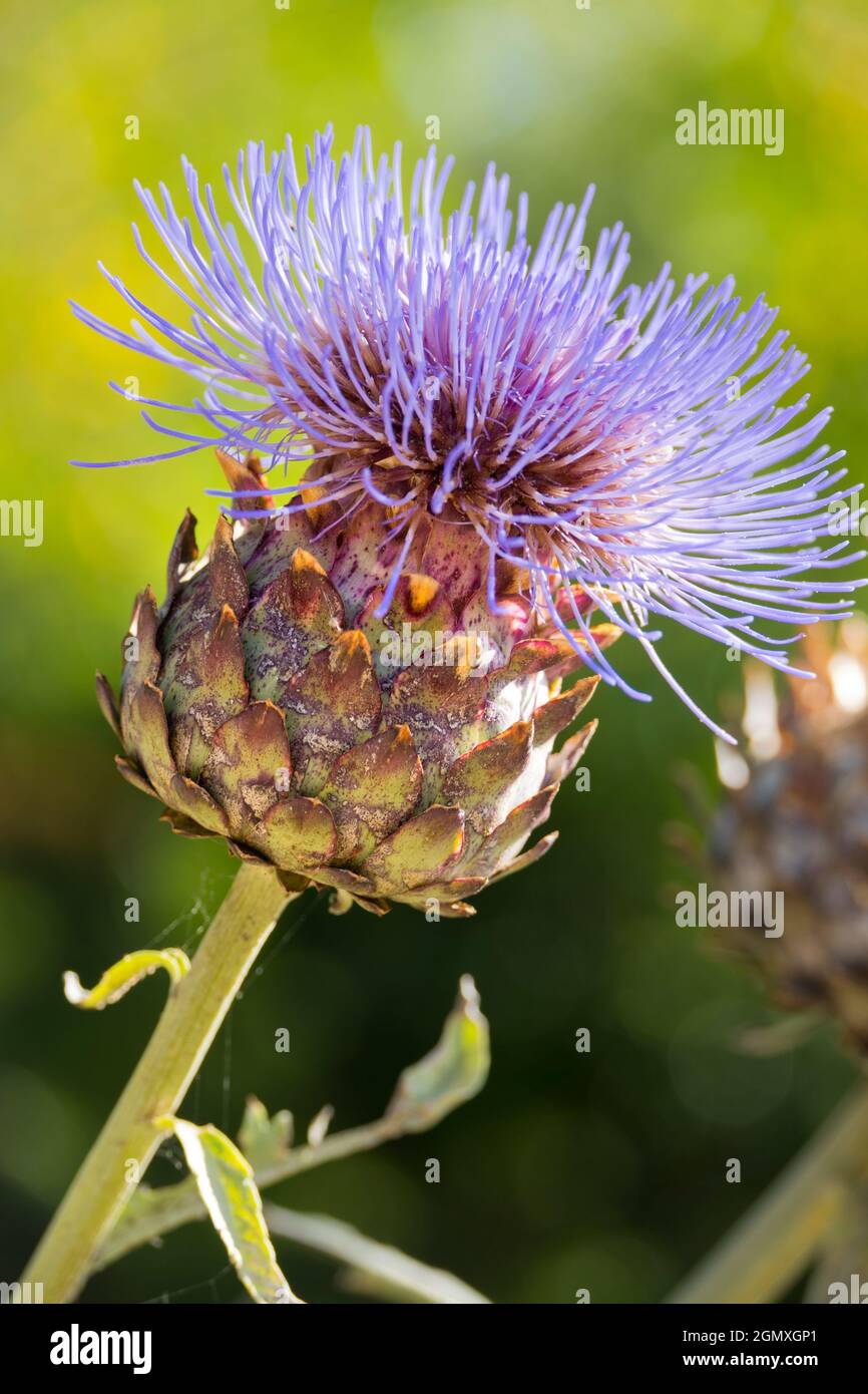 Radley Village, Oxfordshire, England - 26 April 2020; no people in view ...