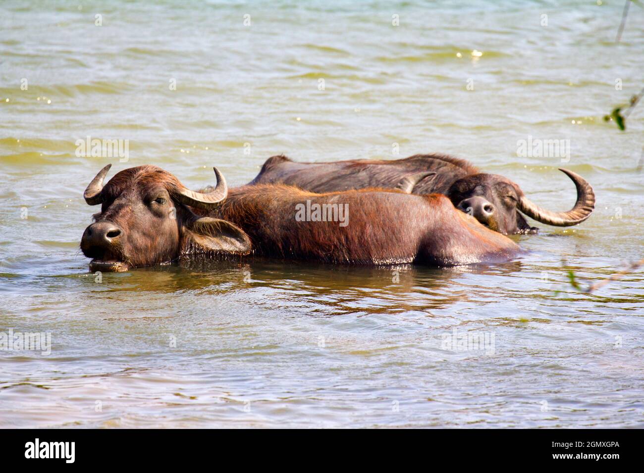 Yala National Park - Sri Lanka - 14 February 2014; Yala National Park ...