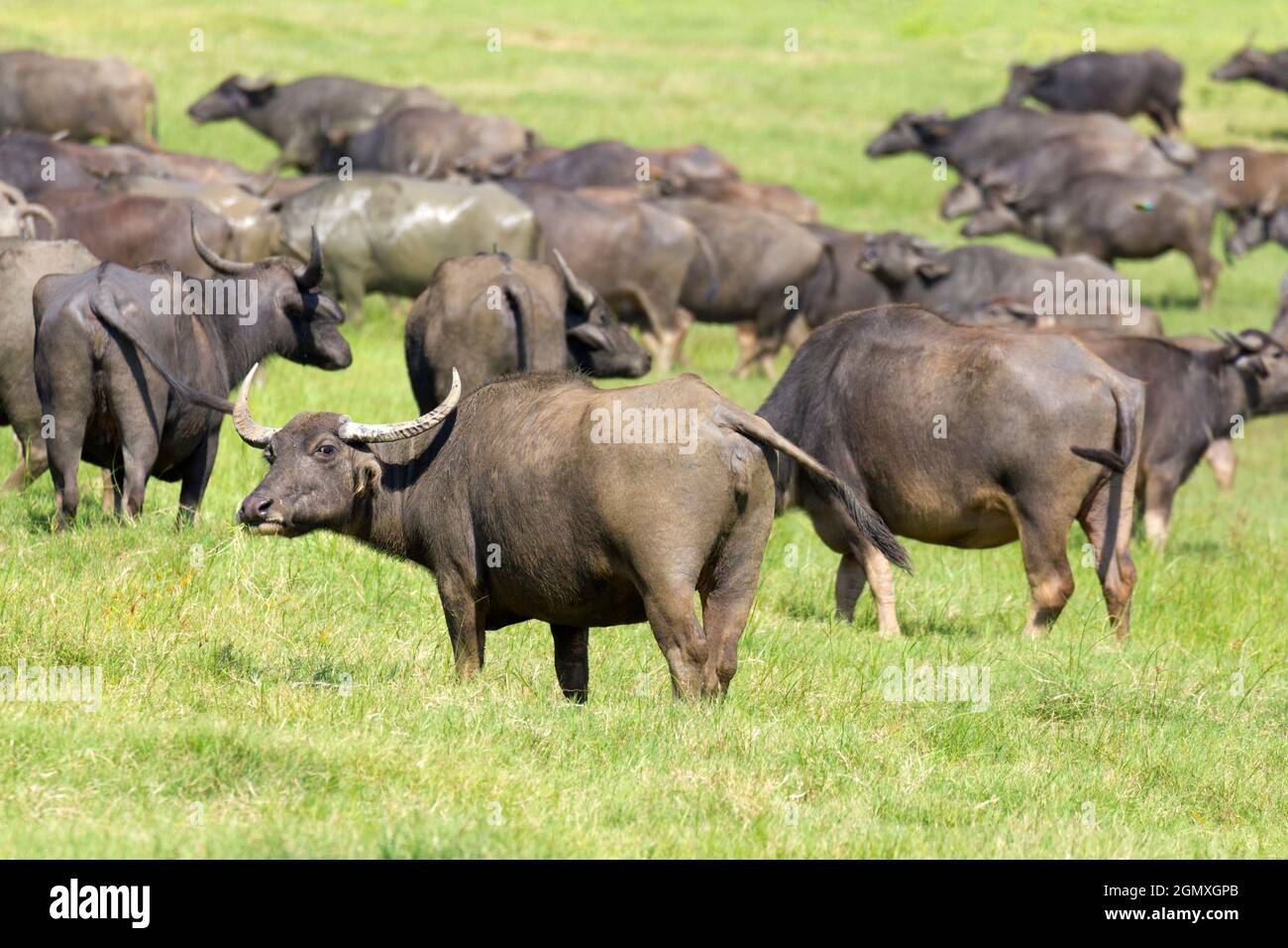 Yala National Park - Sri Lanka - 14 February 2014; Yala National Park ...
