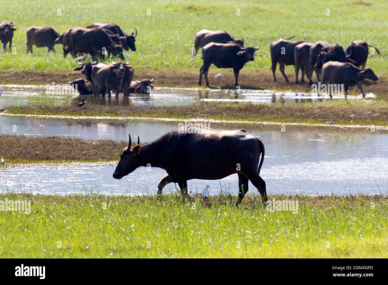 Yala National Park - Sri Lanka - 14 February 2014; Yala National Park ...