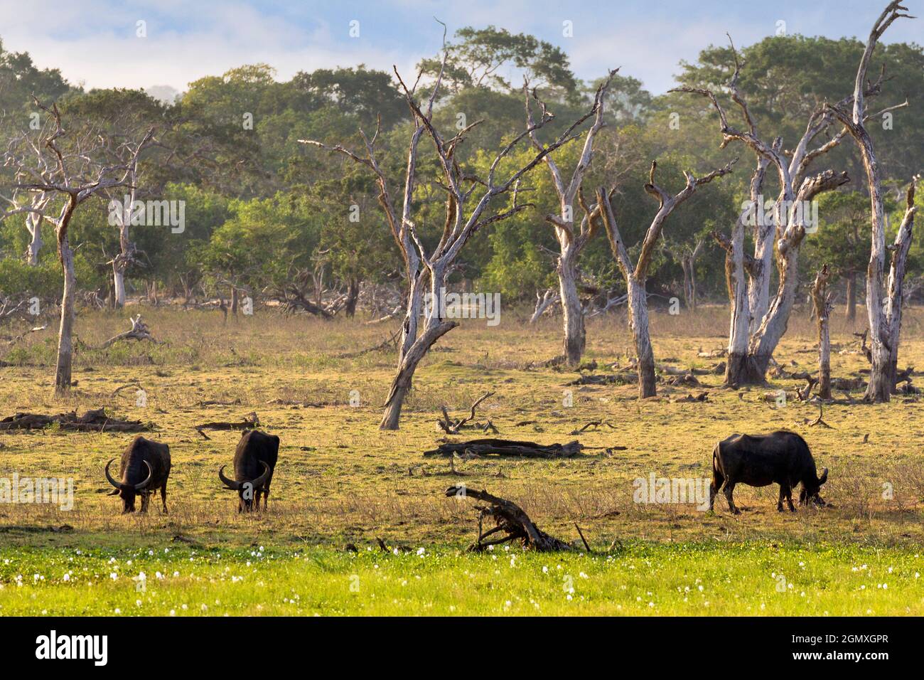 Yala National Park - Sri Lanka - 14 February 2014; Yala National Park ...