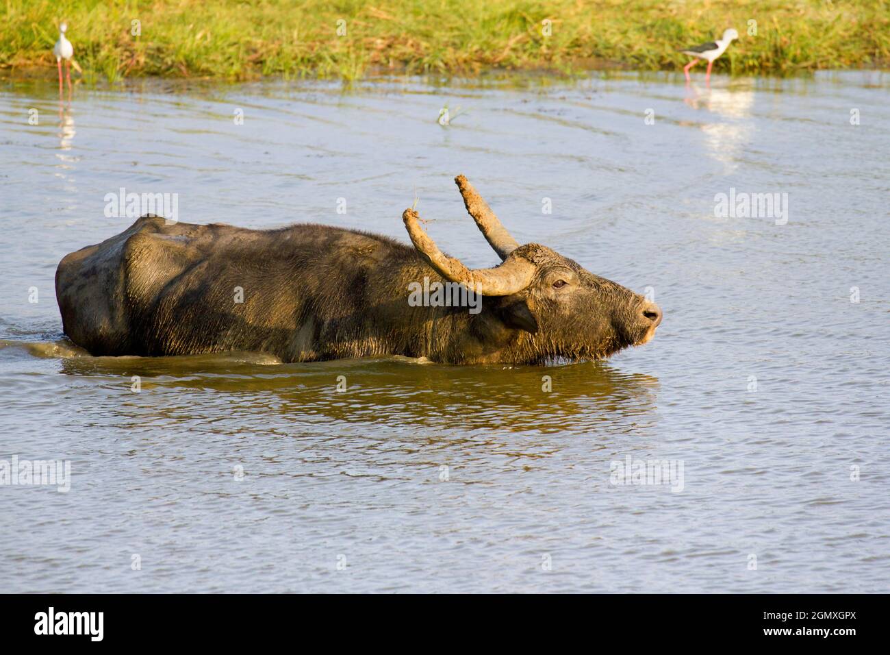 Yala National Park - Sri Lanka - 14 February 2014; Yala National Park ...