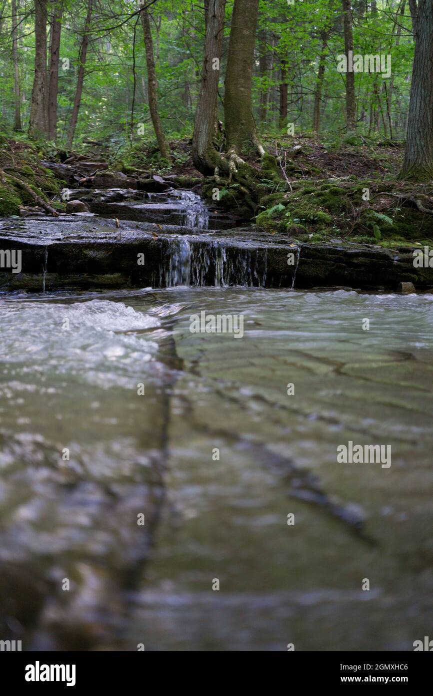 Low angle stream across forest Stock Photo - Alamy