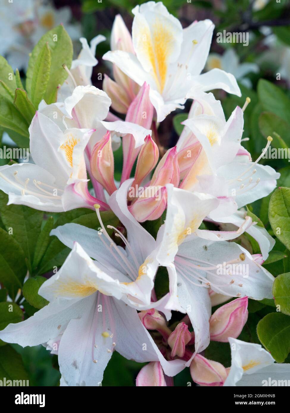 Radley Village, Oxfordshire, England - 6 May 2020; no people in view ...