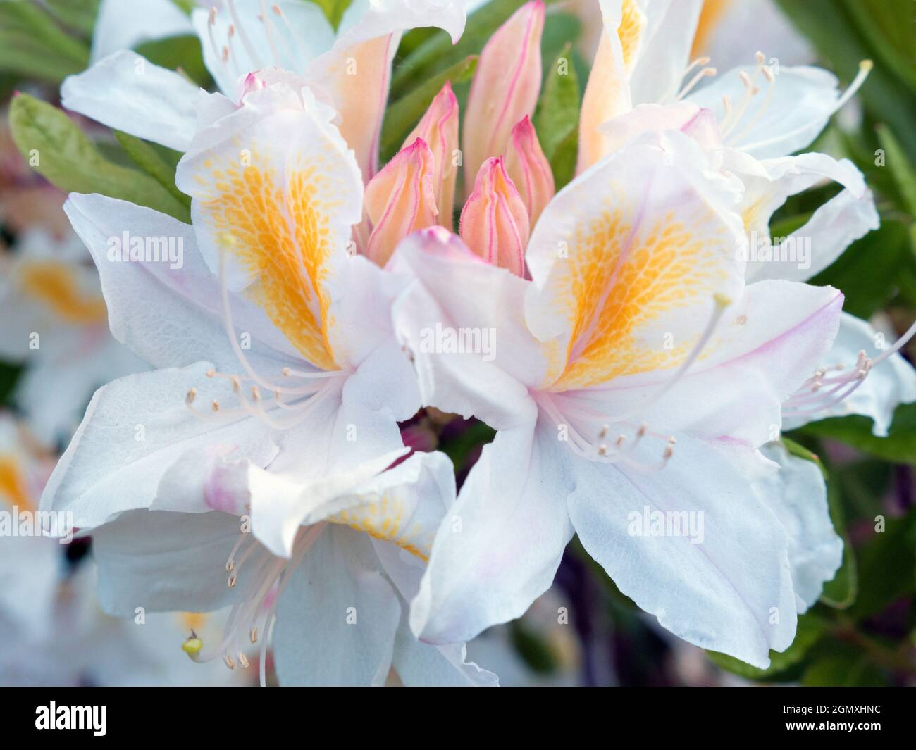 Radley Village, Oxfordshire, England - 6 May 2020; no people in view ...