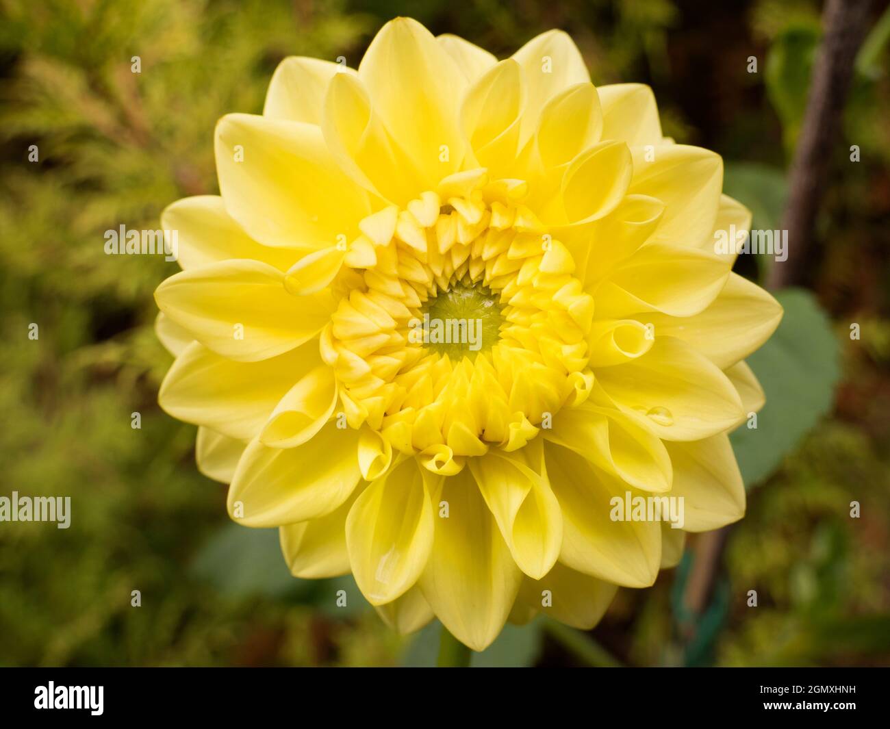 Radley, Oxfordshire, England - 8 August 2019 Dahlias put on a fine show ...