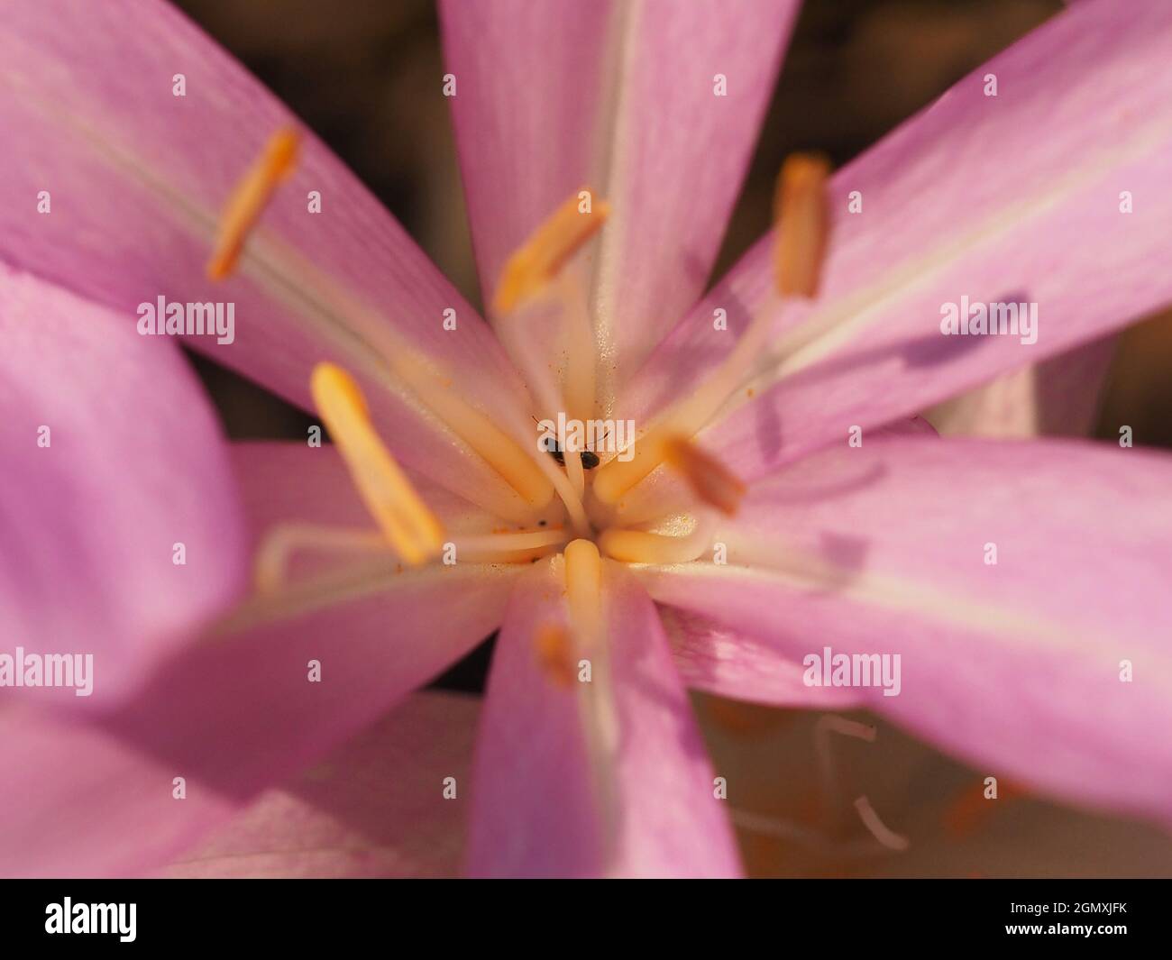 macro of Pink flower with 6 petals and long filament Stock Photo - Alamy