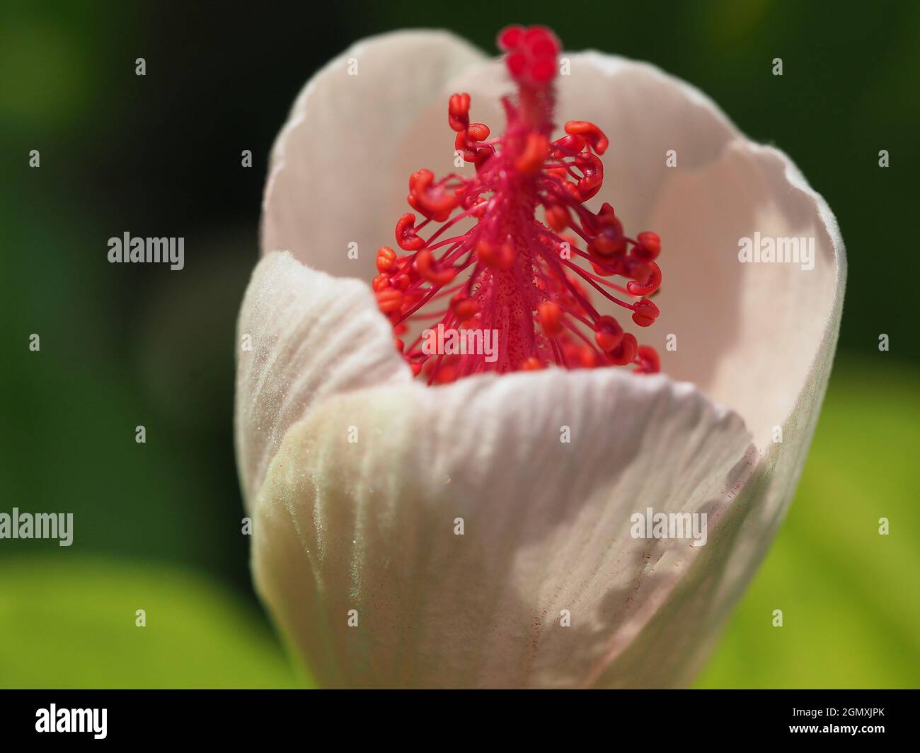 closeup of white hibiscus with red stigma before its fully opened Stock ...
