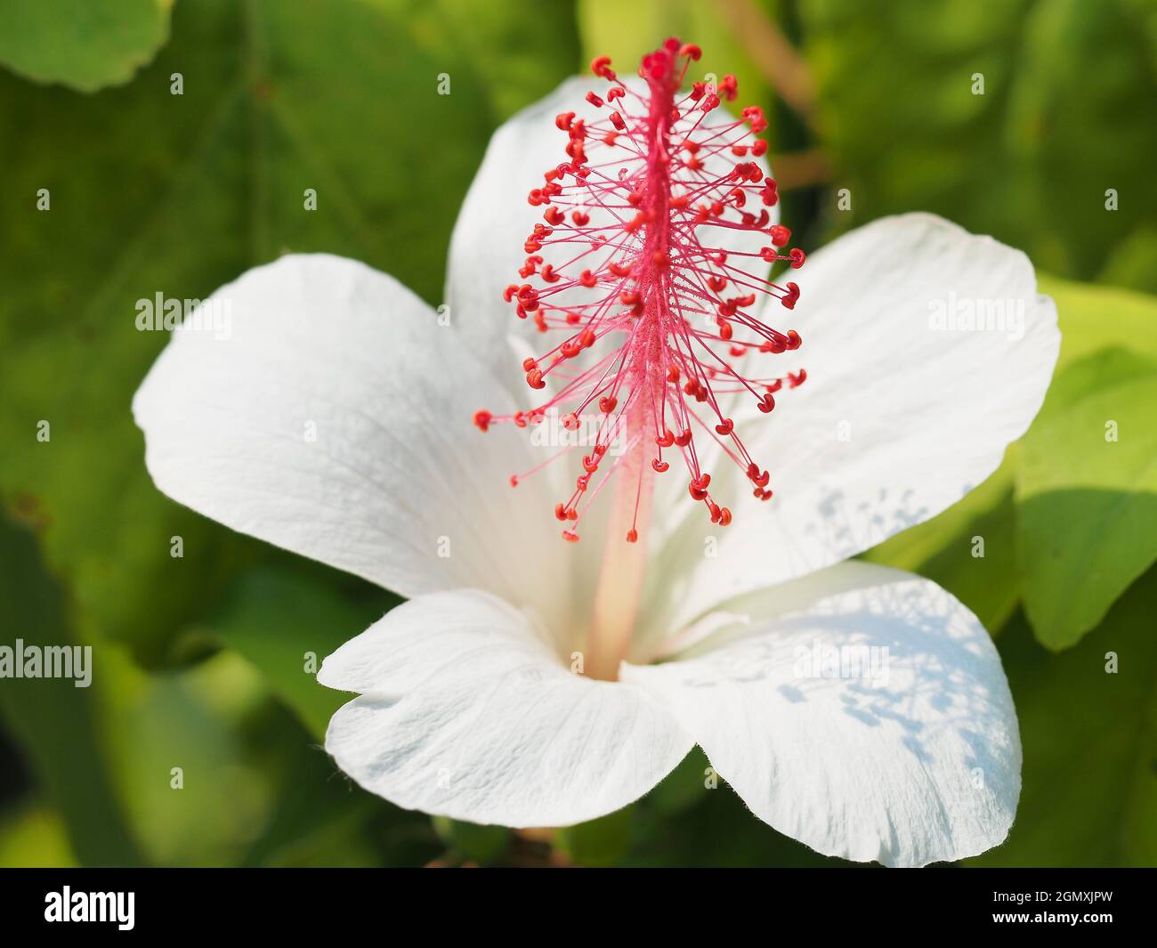 closeup of white hibiscus with red stigma green leafy background Stock ...