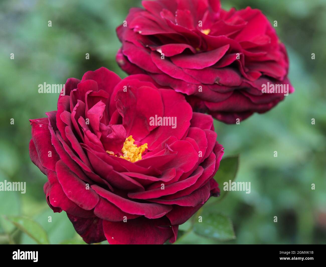 closeup of two deep red hybrid tea rose green background Stock Photo ...