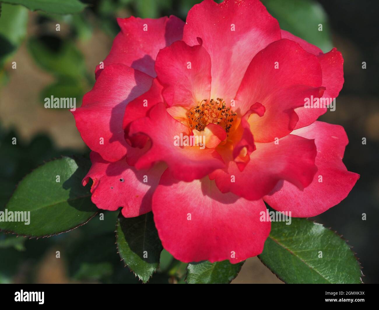 closeup of red and white hybrid tea rose green background Stock Photo ...