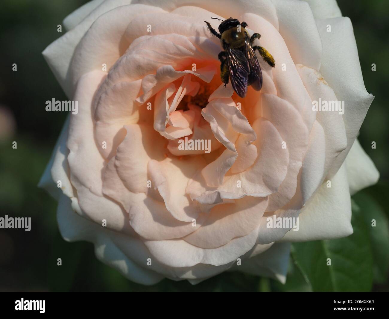 closeup of peach hybrid tea rose with bee green background Stock Photo ...