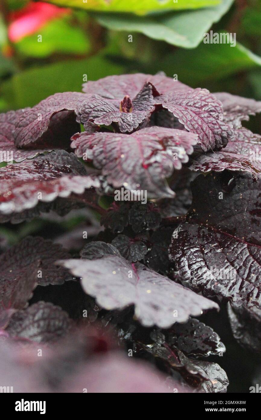 Bright purple coleus plant growing in the sunny summer garden Stock ...