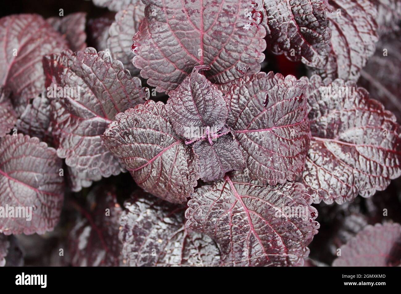 Bright purple coleus plant growing in the sunny summer garden Stock ...
