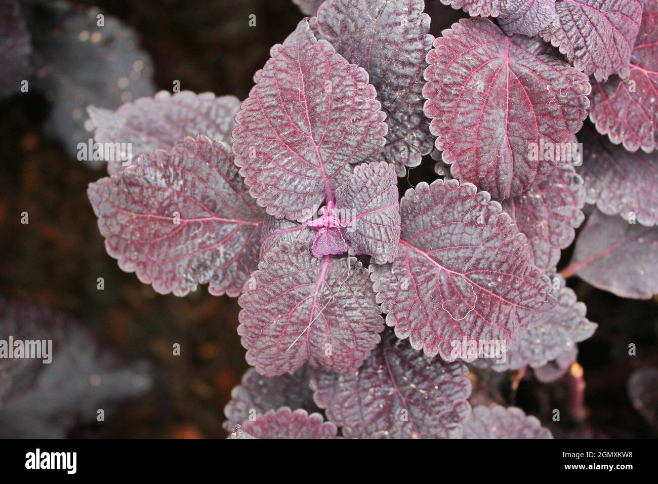 Bright purple coleus plant growing in the sunny summer garden Stock ...