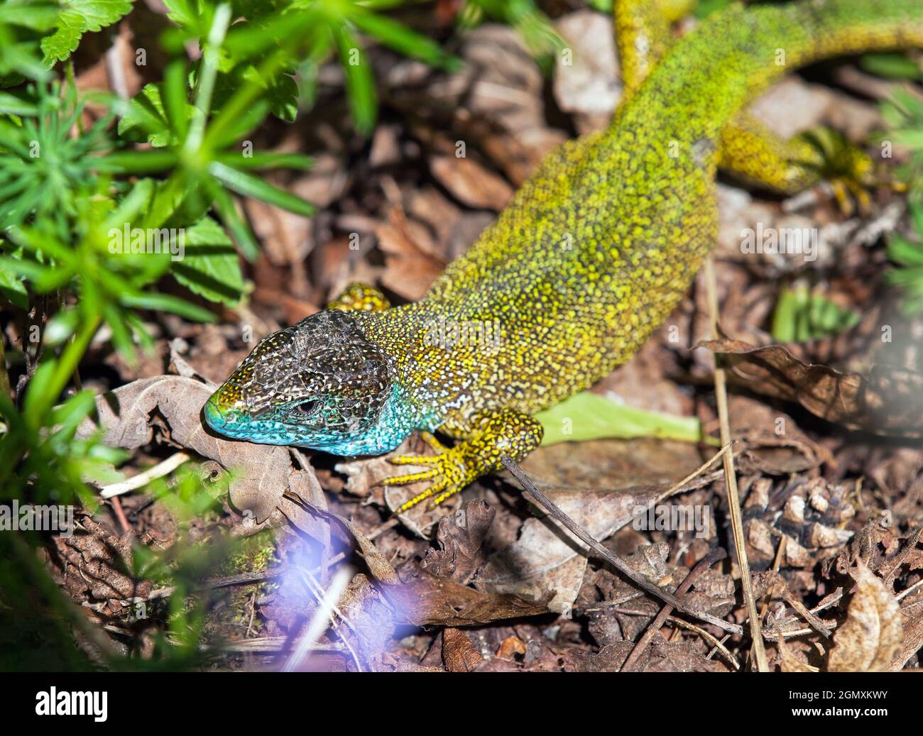 European green lizard in Latin Lacerta viridis detail of Animal Stock ...