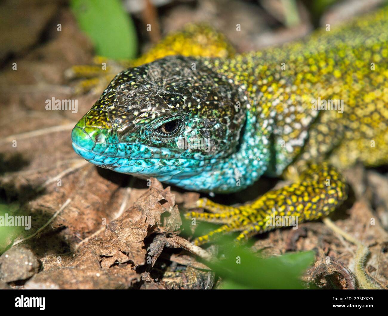 European green lizard in Latin Lacerta viridis detail of Animal Stock ...