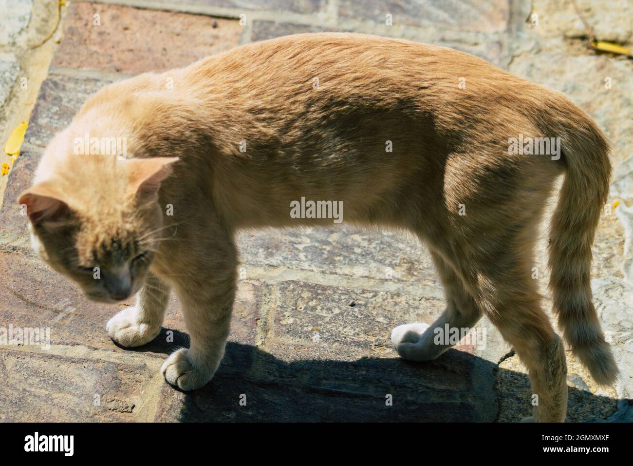Seville Spain September 15, 2021 Domestic cat in the streets of Seville ...