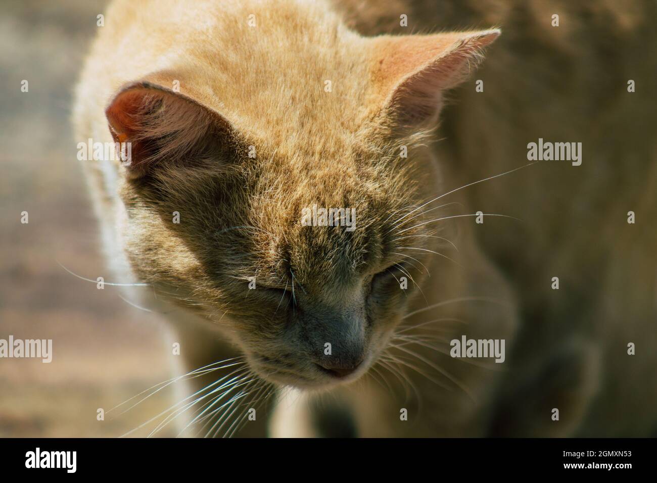 Seville Spain September 15, 2021 Domestic cat in the streets of Seville ...