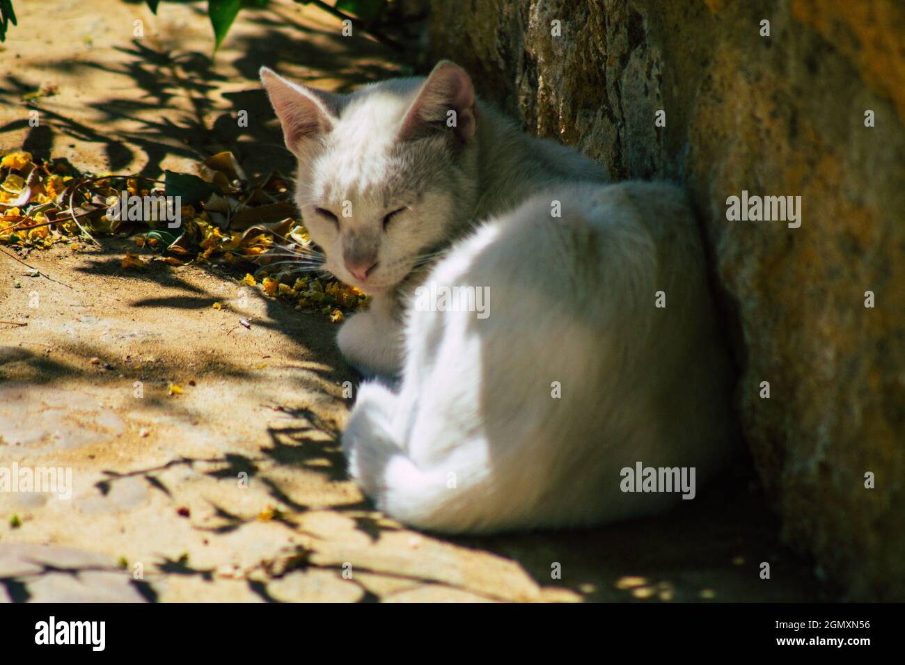 Seville Spain September 15, 2021 Domestic cat in the streets of Seville ...