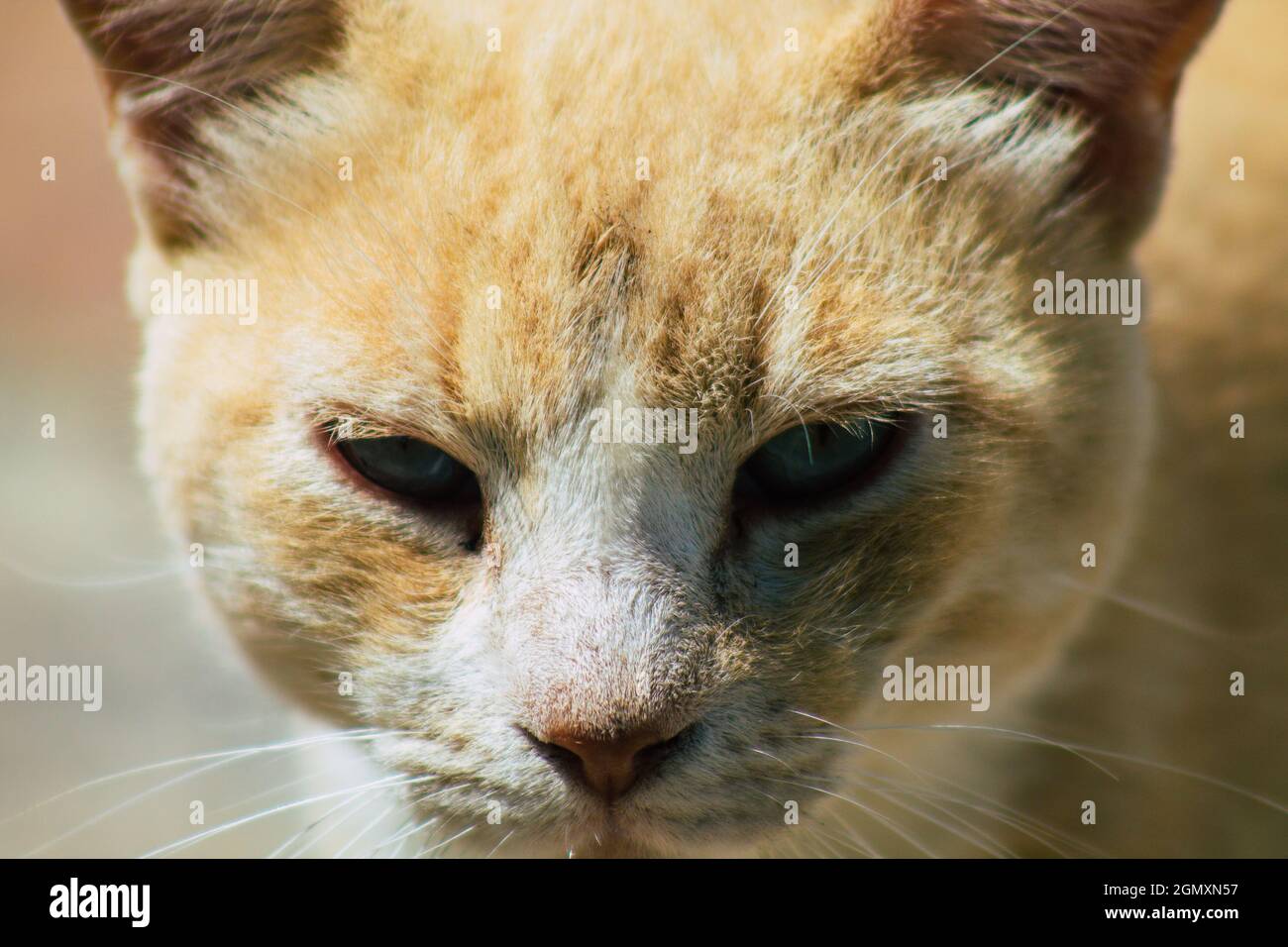 Seville Spain September 15, 2021 Domestic cat in the streets of Seville ...