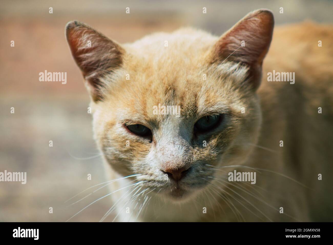 Cat seville spain hi-res stock photography and images - Alamy