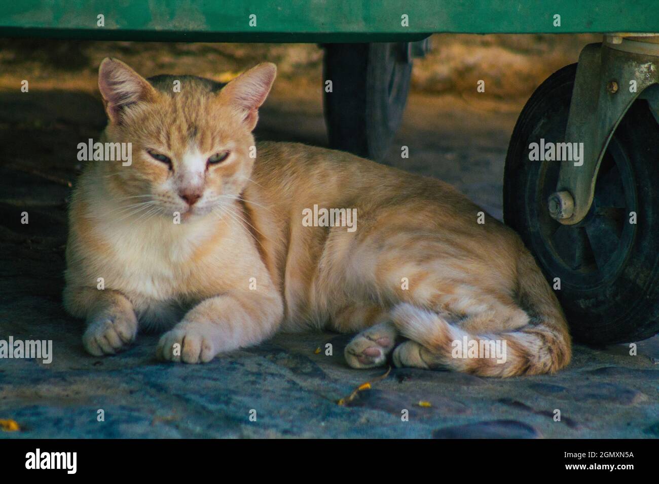 Seville Spain September 15, 2021 Domestic cat in the streets of Seville ...
