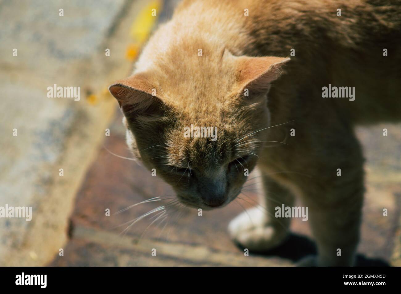Seville Spain September 15, 2021 Domestic cat in the streets of Seville ...