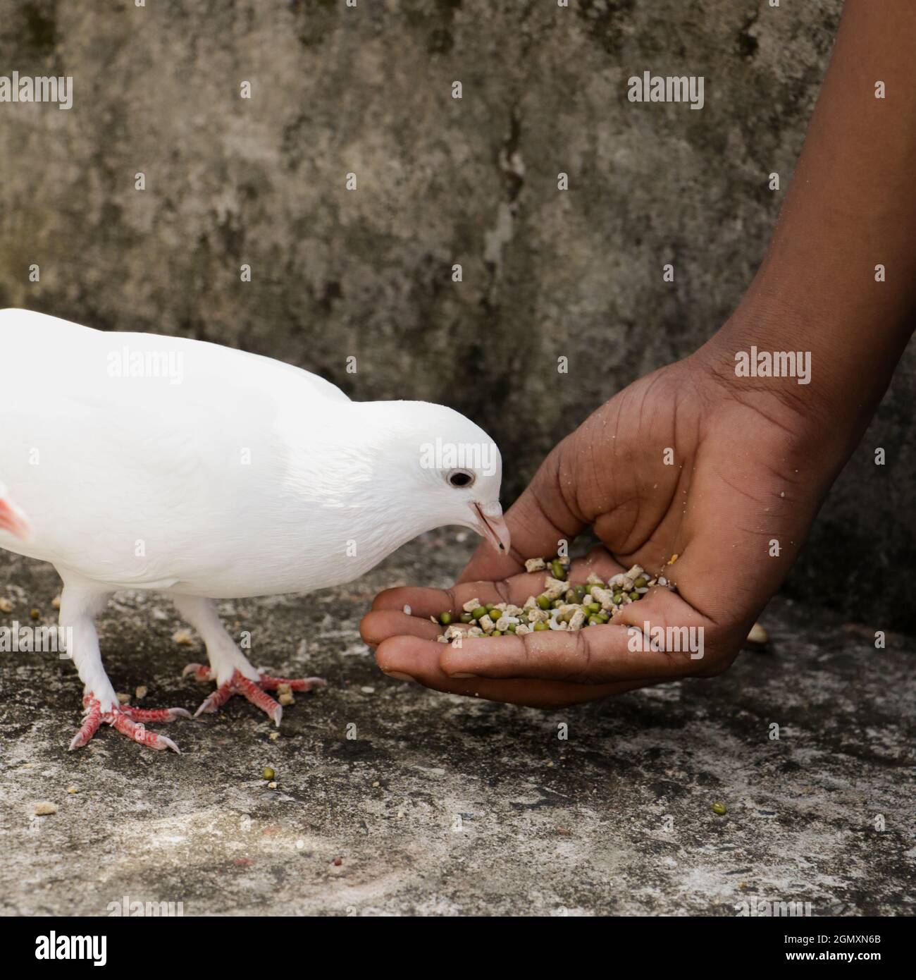 a white homing domestic pigeon pecking and eating grains from the palm ...